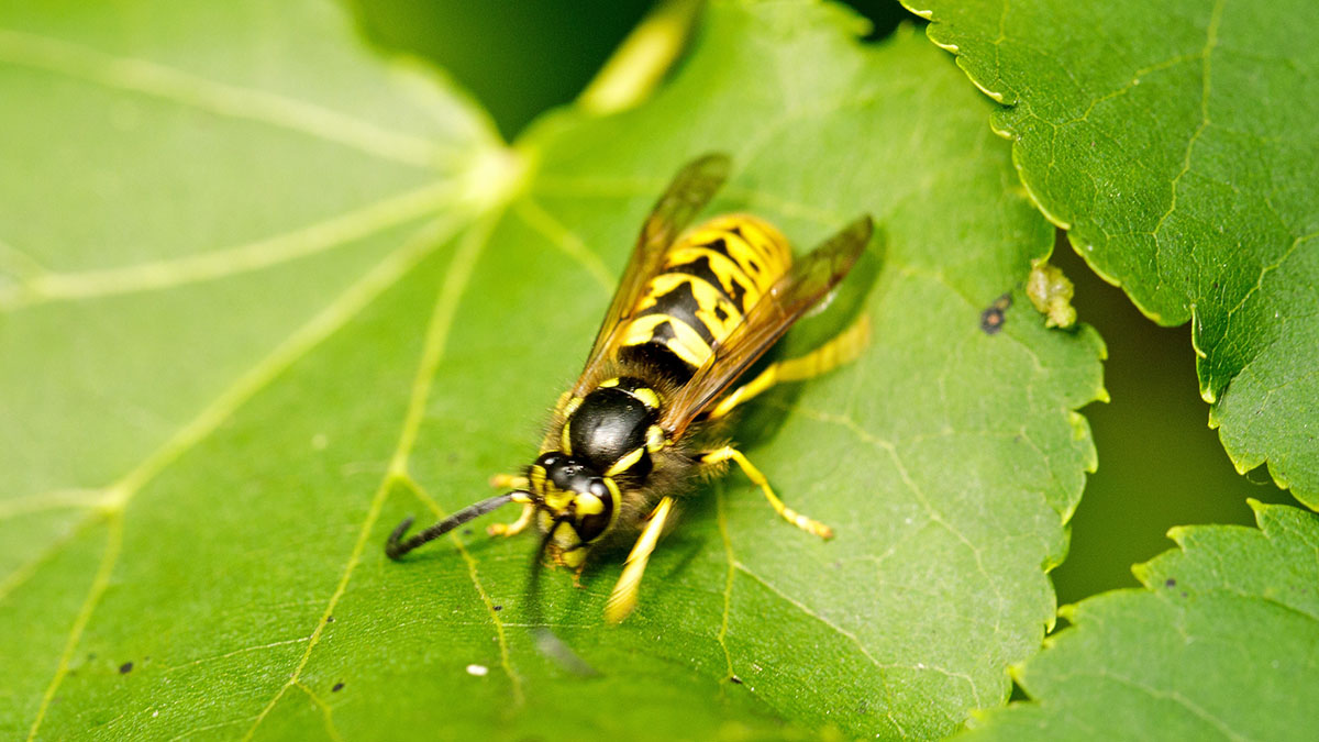 Top Three Tips to Avoid a Pest Infestation - Lincoln Pest & Property ...