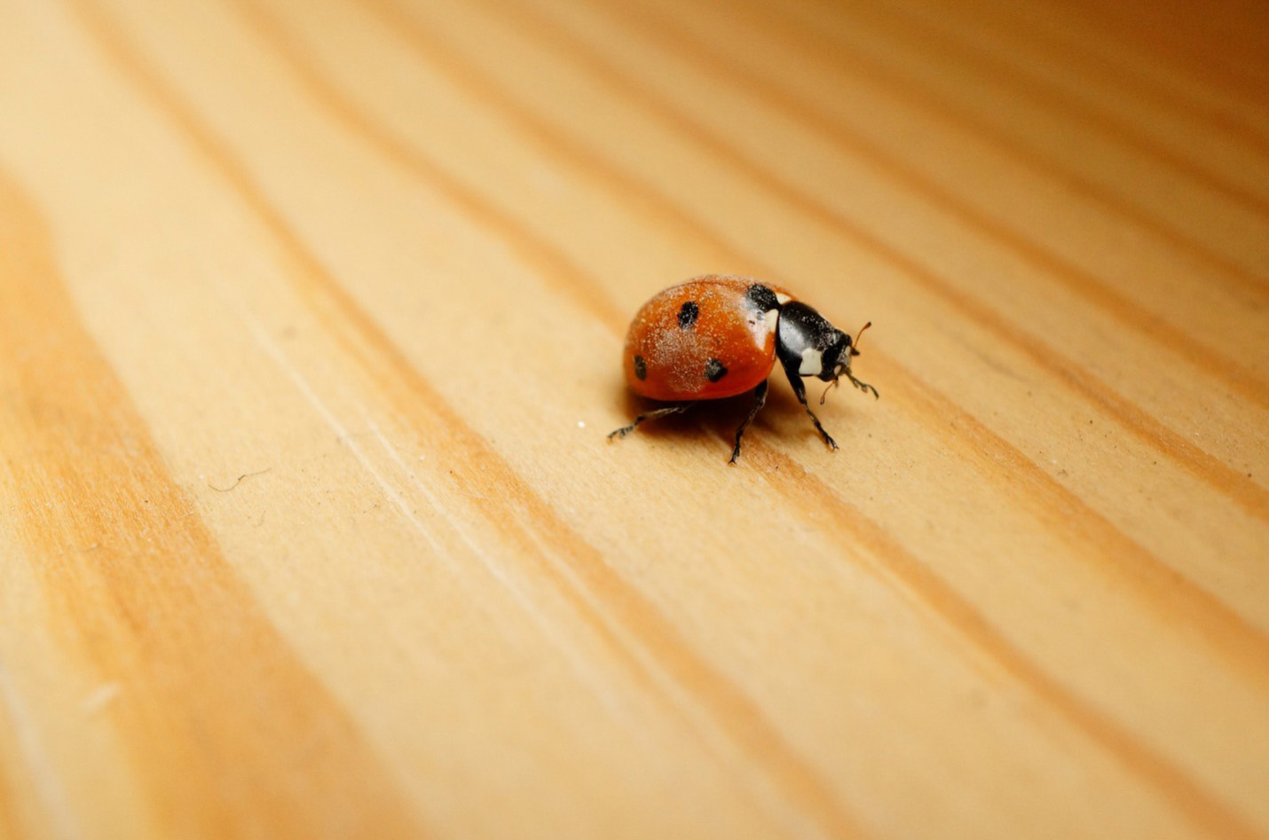 Why Are Lady Bugs Bad In The House? - Lincoln Pest & Property Solutions