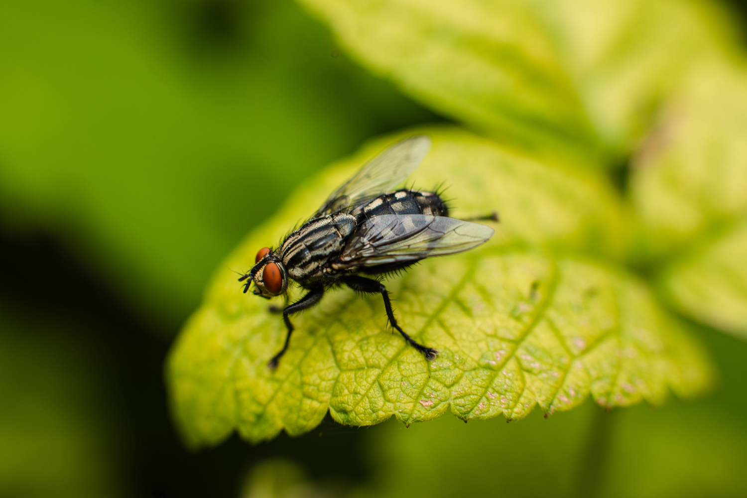 Top 5 Fly Control Methods - Lincoln Pest & Property Solutions